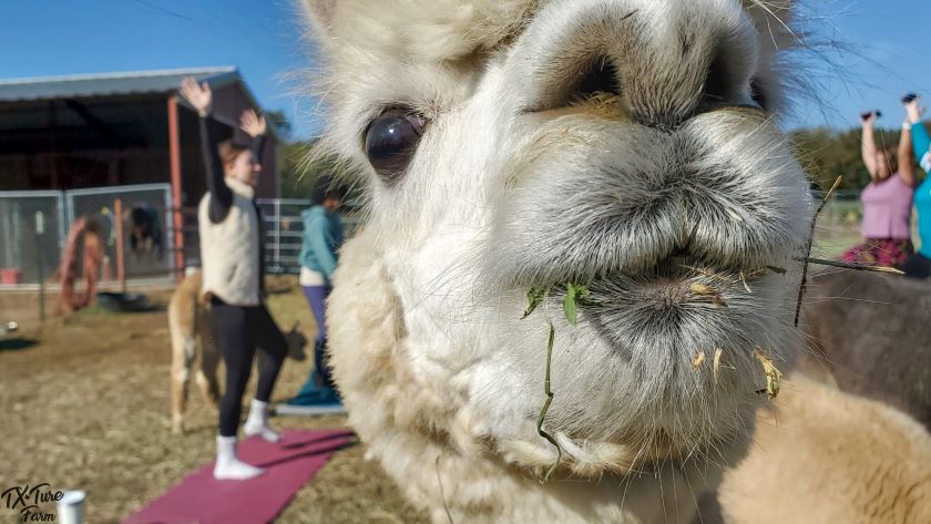 Tx-Ture Farm’s National Alpaca Farm Days is the Fall Fest You Didn’t ...